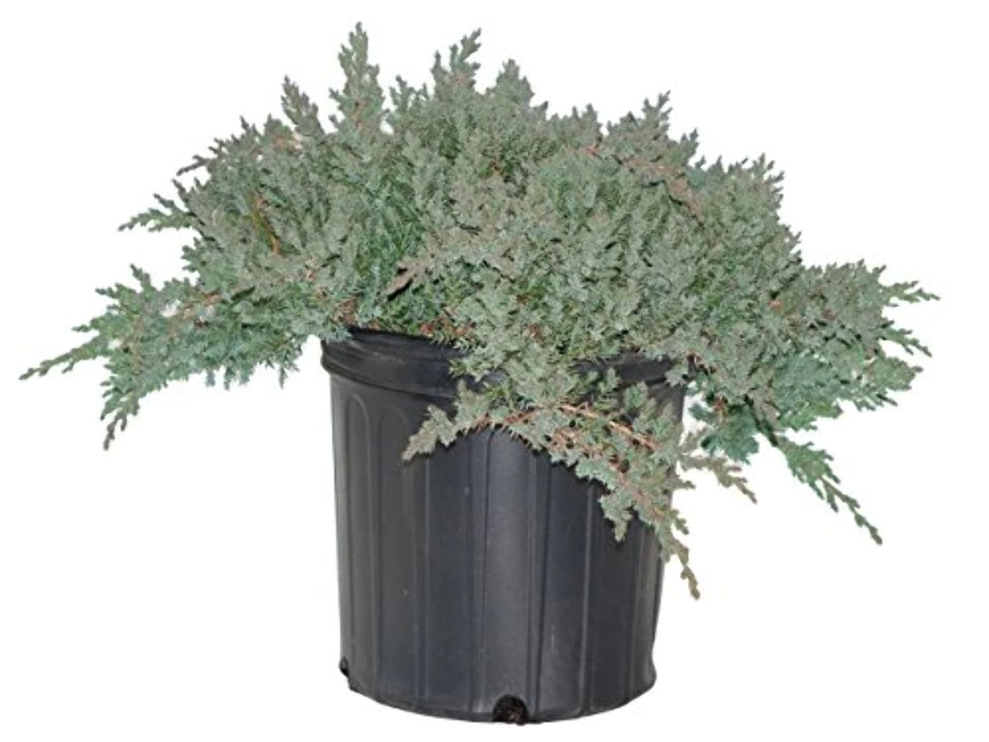 Dwarf Japanese Juniper - Walmart.com
