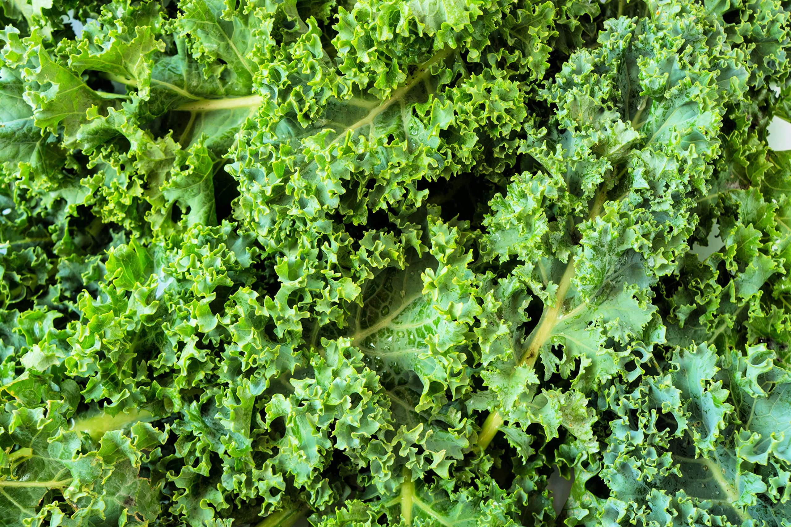 Dwarf Kale Seeds to Plant | 100+ Seeds | Dwarf Blue Kale Seeds for ...