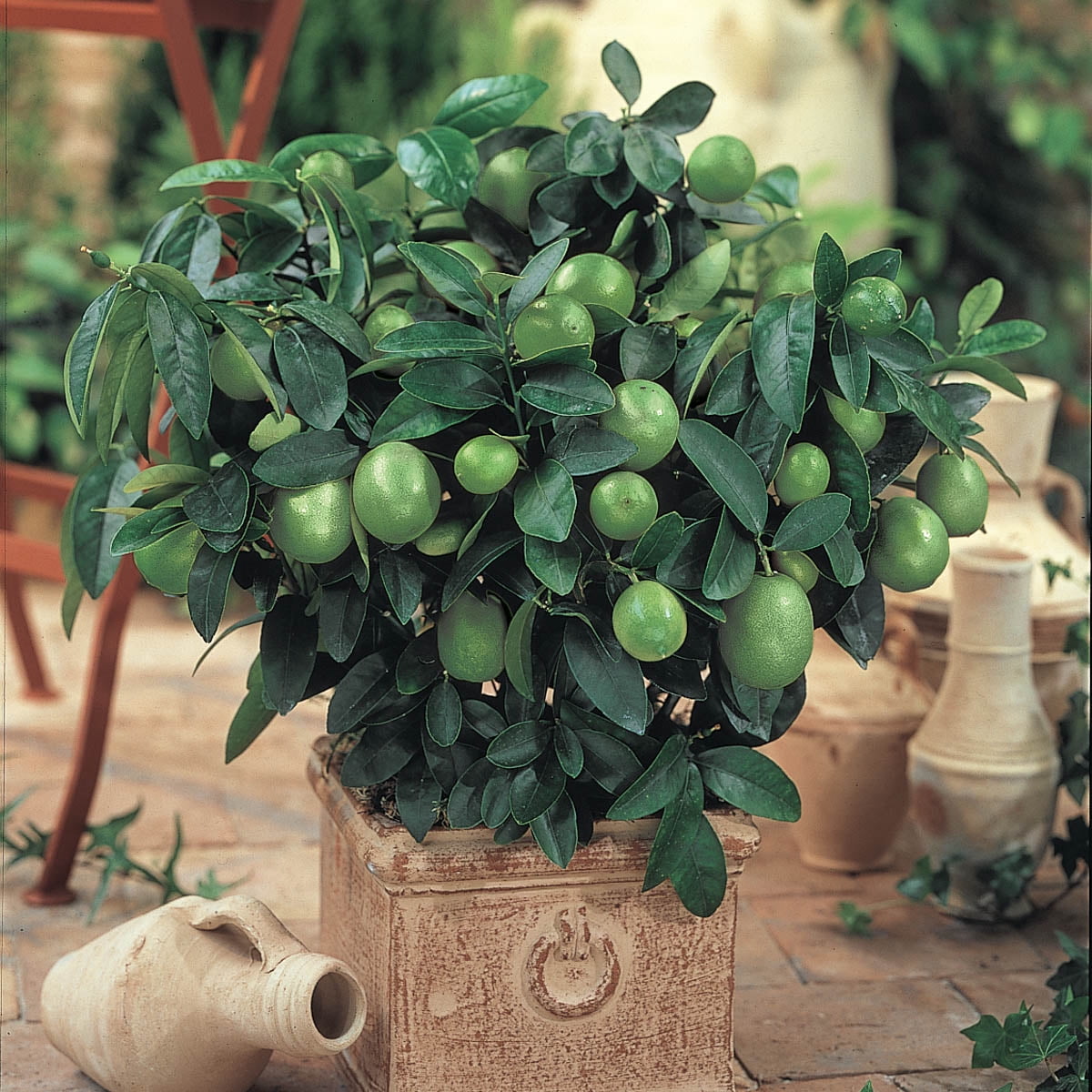 Dwarf Key Lime Live Plant, Tropical Fruiting Citrus Tree, 4 inch pot (1 ...