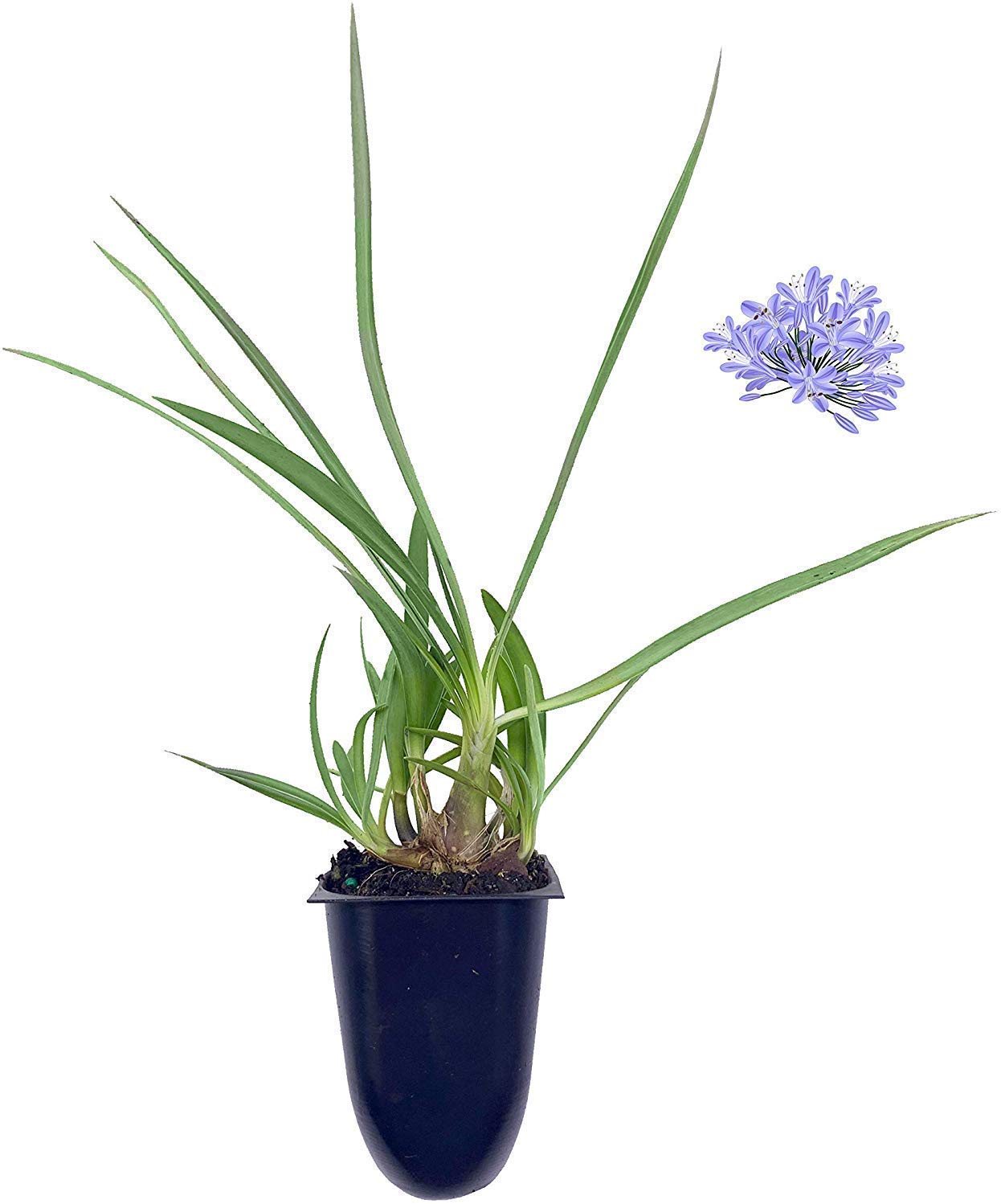 Dwarf Lily of The Nile - Agapanthus Peter Pan - 40 Live Plants ...