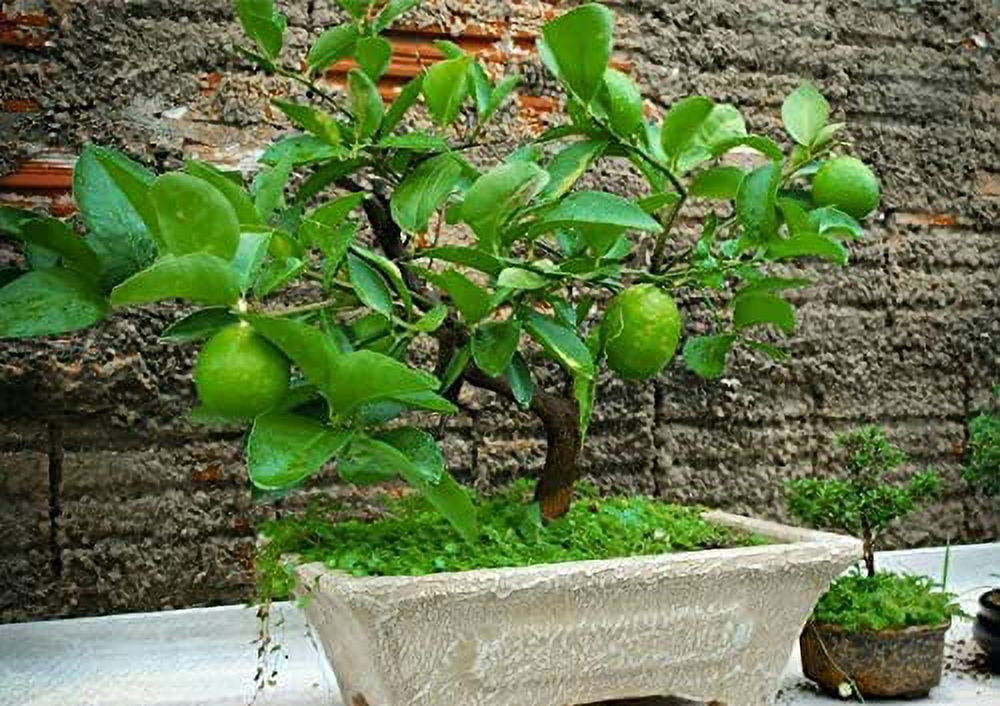 CZ Grain Dwarf Lime Bonsai Tree Seeds for Planting - 20+ Seeds, Fast ...