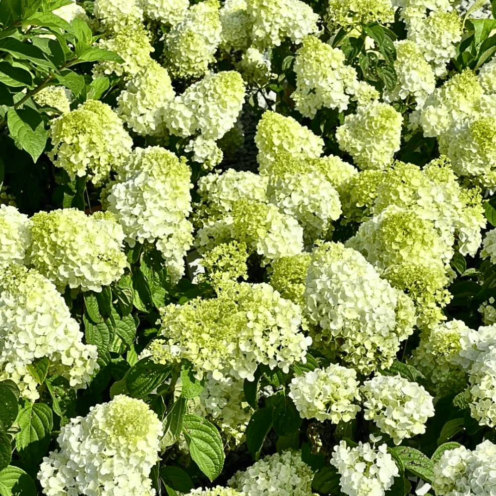 Dwarf Limelight Hydrangea Plant, Dormant Tree, 8 to 10 Inches Tall in ...