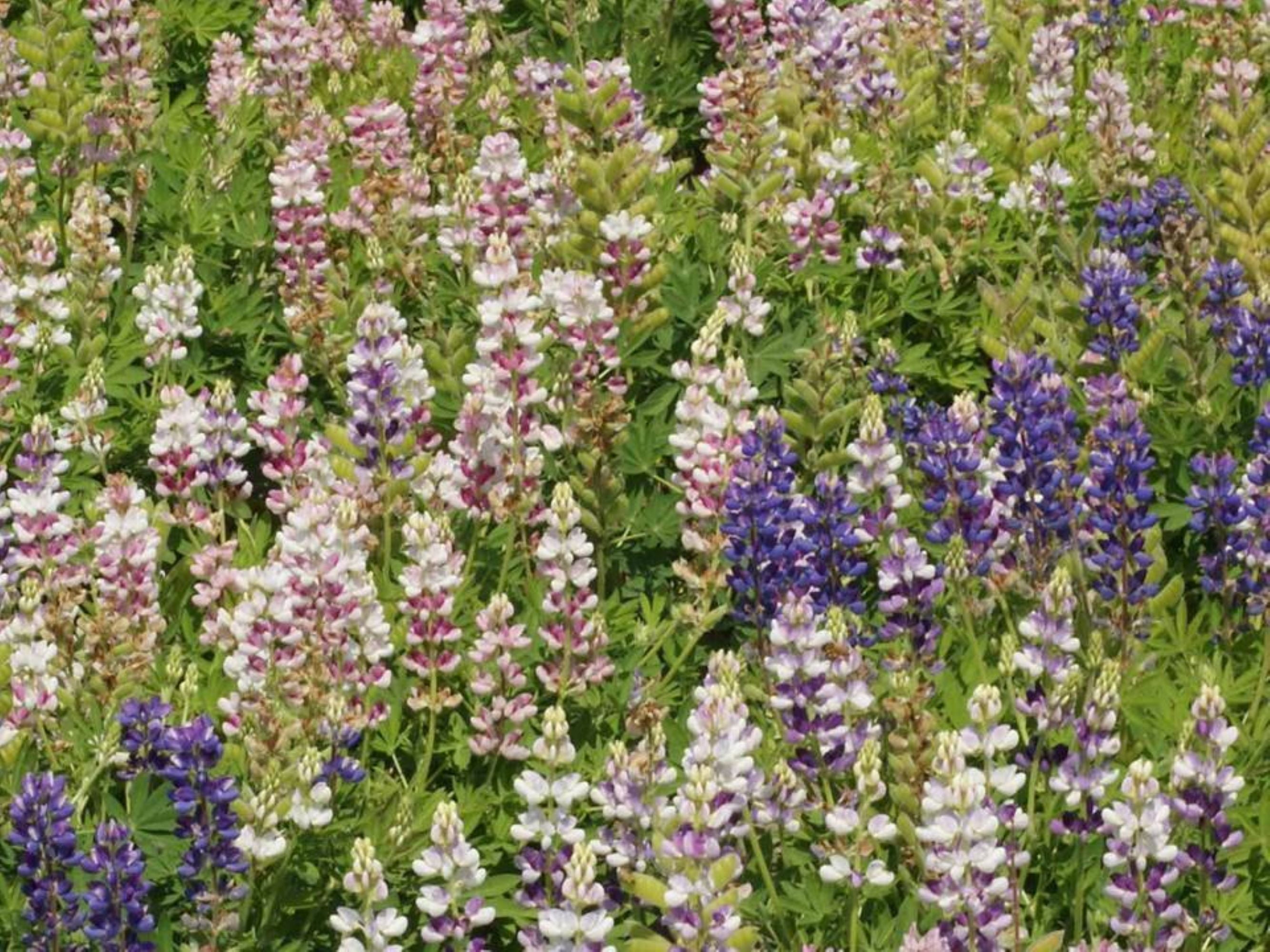 Dwarf Lupine Pixie Delight Seeds/Annual/Full Sun/280 Seeds 1/4 oz ...