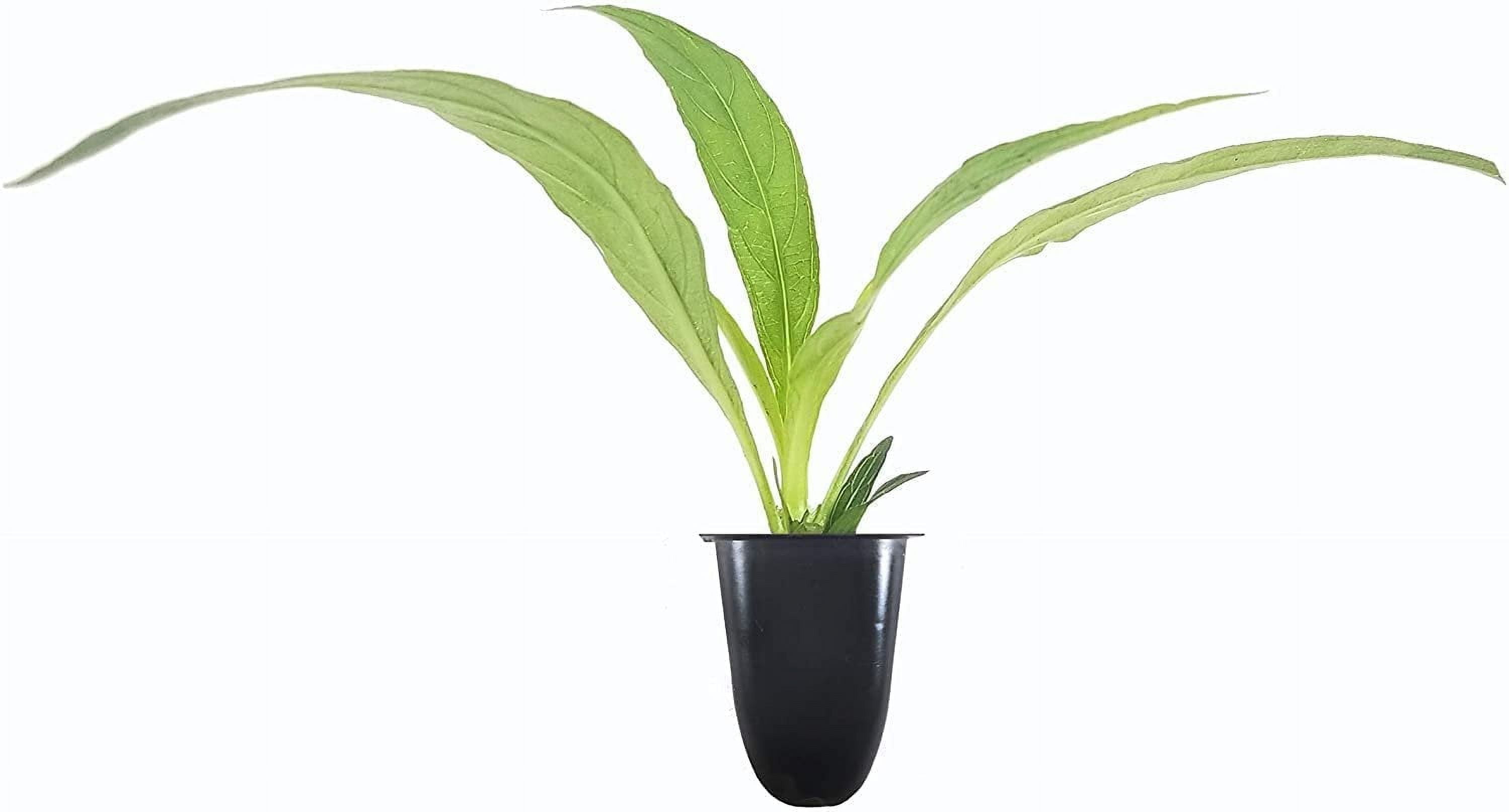 Dwarf Mexican Petunia Purple Katie's Dwarf Ruellia Brittoniana 30 Live ...