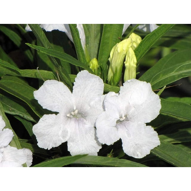 Dwarf Mexican Petunia White Katie's Dwarf Ruellia Brittoniana 20 Live ...