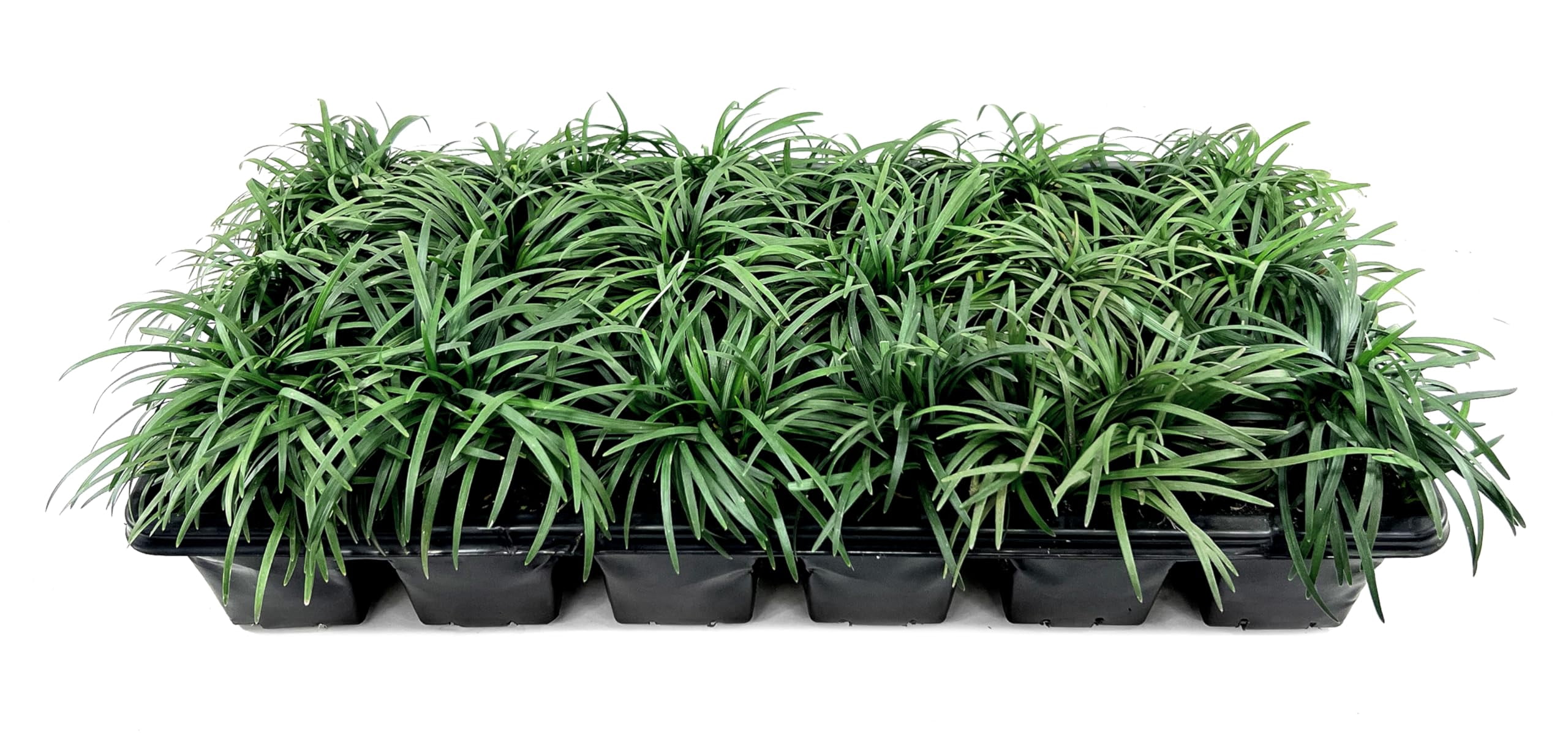 Dwarf Mondo Grass | 15 Large 4 Inch Pots | Ophiopogon Japonicus Nanus ...