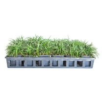 Dwarf Mondo Grass (Ophiopogon japonicus 'Nana') 18 Count Flat, 3.5 ...