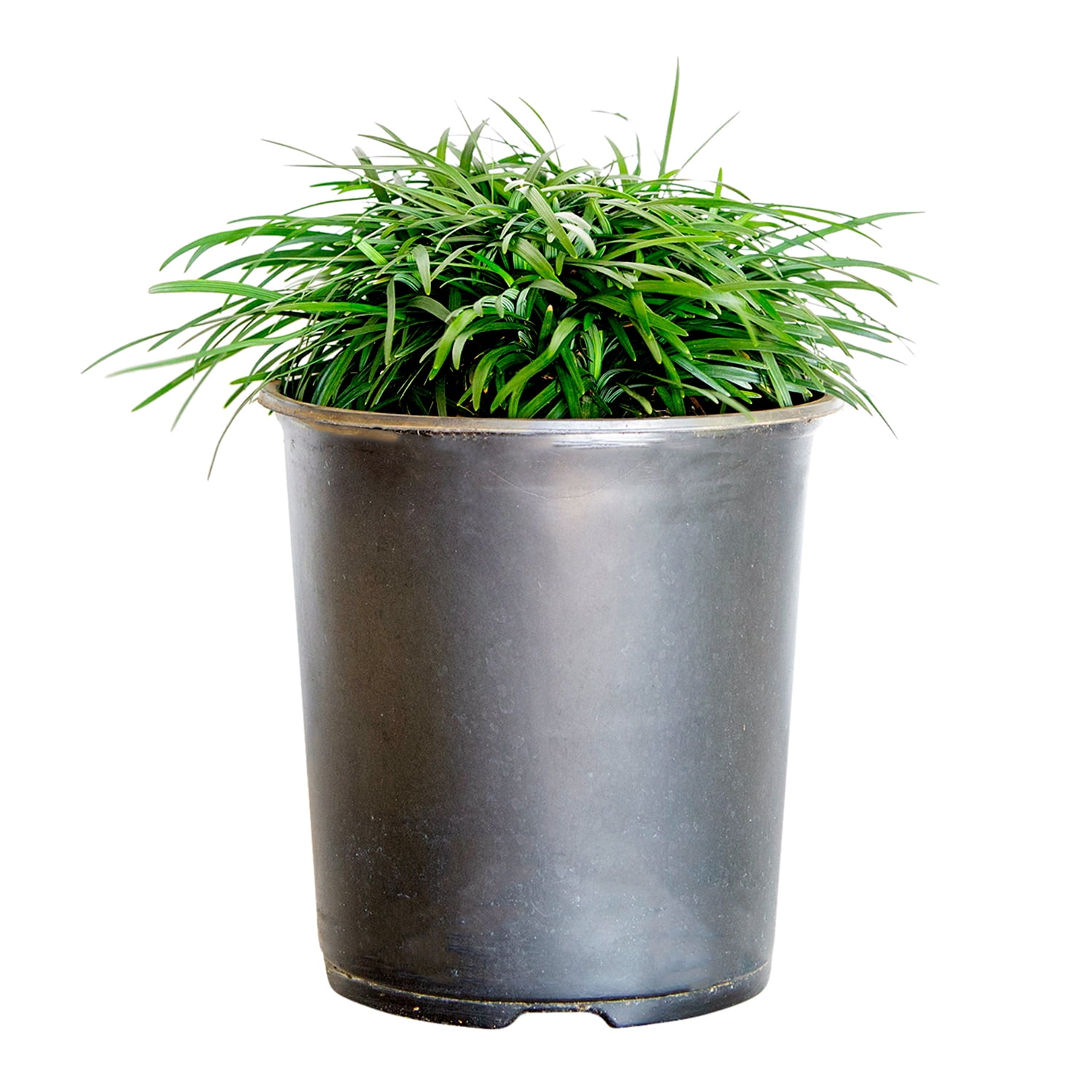 Expert Gardener Dwarf Mondo Grass Low-Growing Evergreen Groundcover in ...