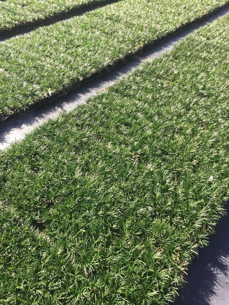 Dwarf Mondo Grass 20 Live Plants Shade Loving Evergreen Ground Cover