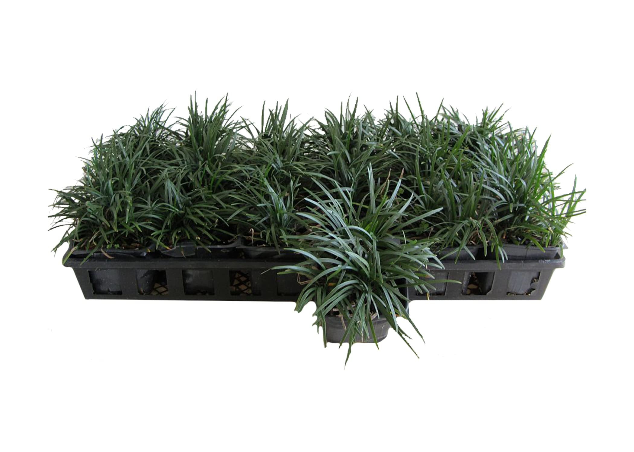 Dwarf Mondo Grass - Evergreen Groundcover, Shade Loving - 36 Pack, 4 ...