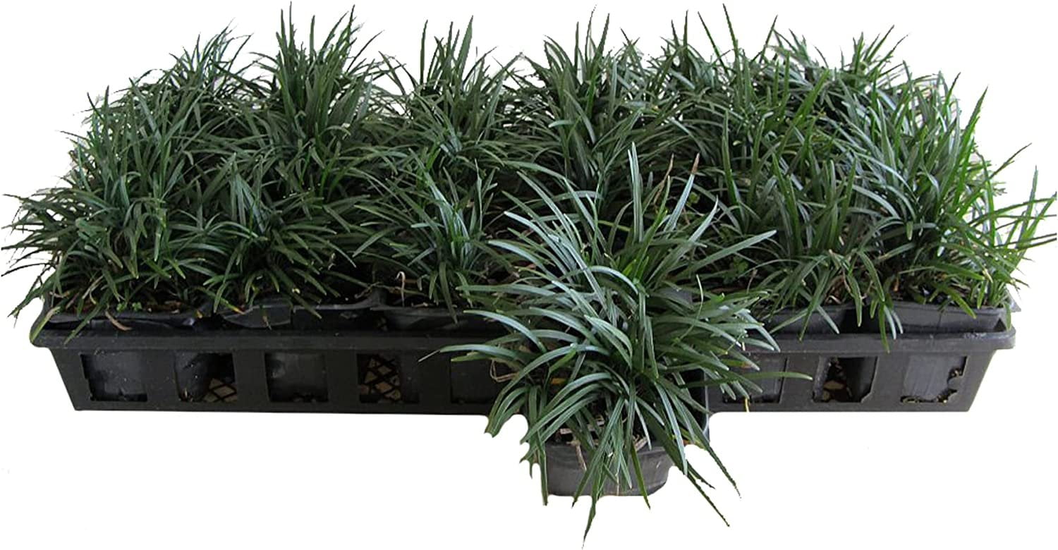 Dwarf Mondo Grass - Evergreen Groundcover, Shade Loving - 36 Pack, 4 ...