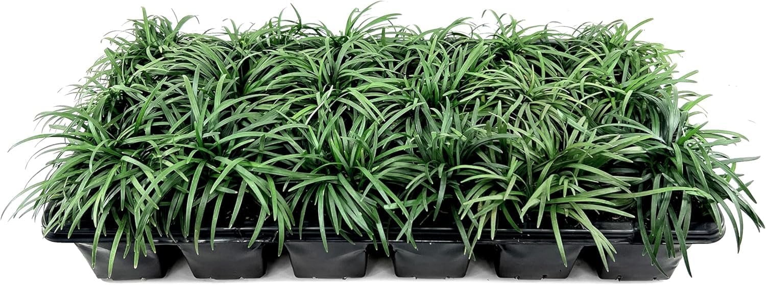 Dwarf Mondo Grass - Evergreen Groundcover, Shade Loving - 36 Pack, 4 ...