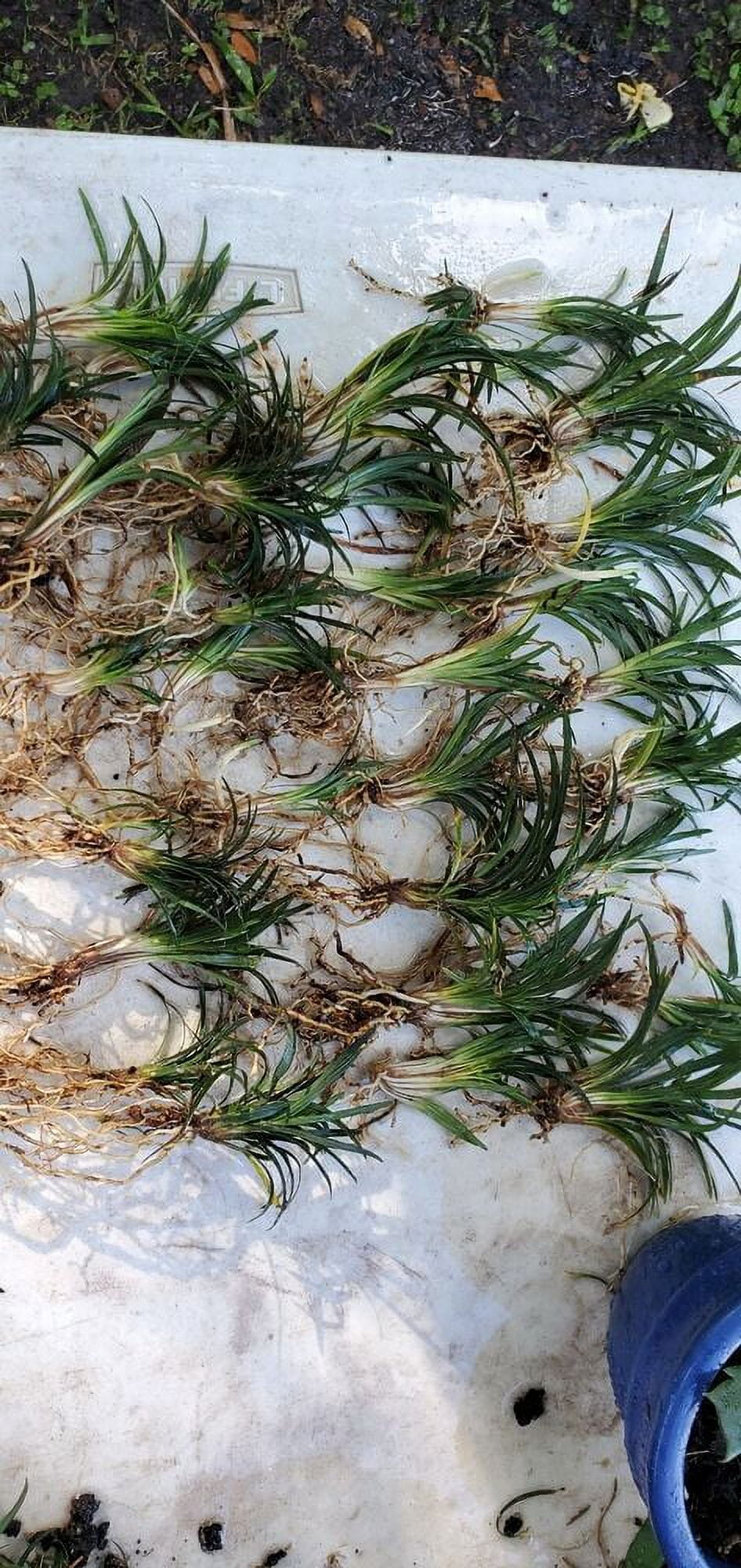 Dwarf Mondo Grass 500 Bare Root Ophinopogon Border Grass Liriope monkey ...