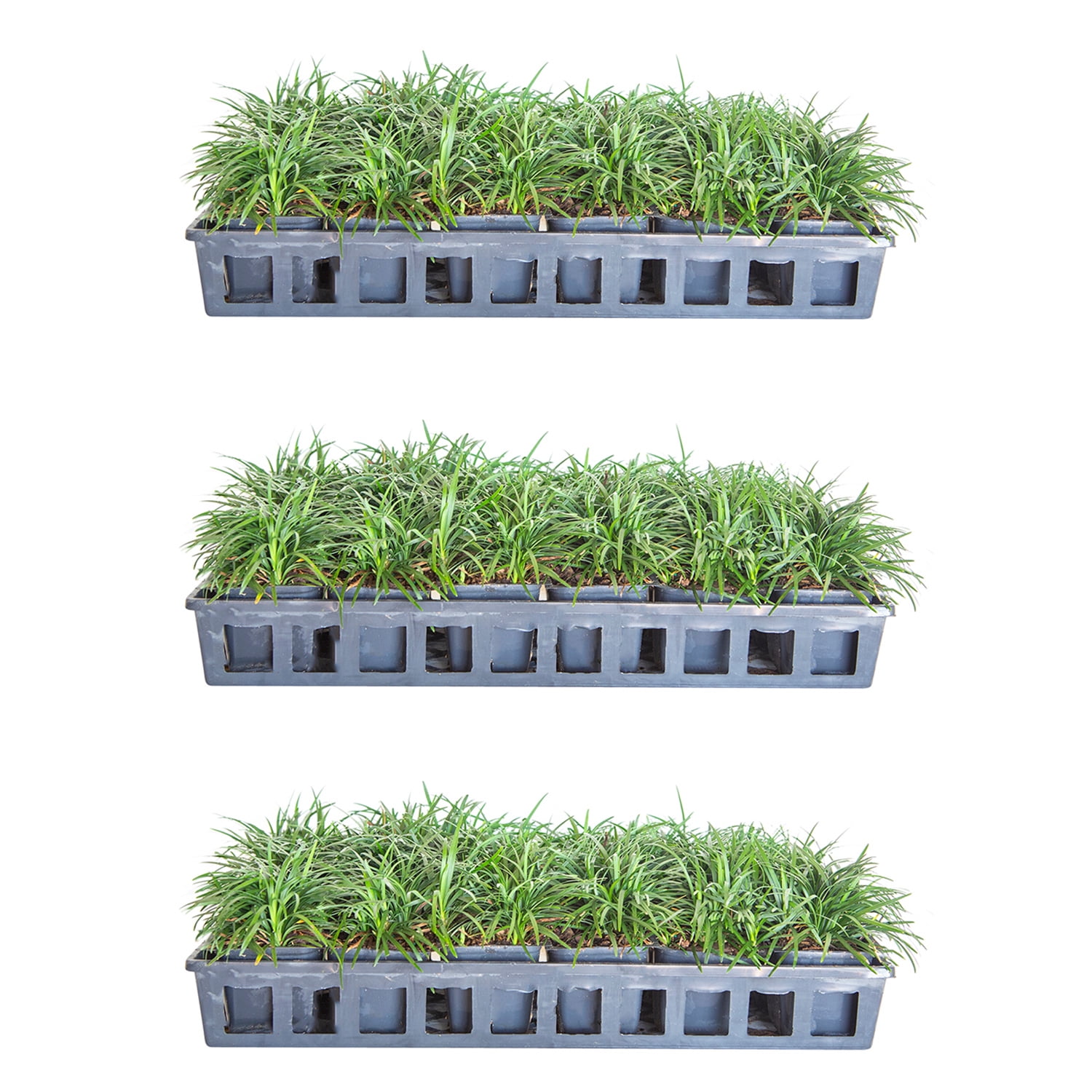 Expert Gardener Dwarf Mondo Grass (54-Pack) Low-Growing Evergreen ...