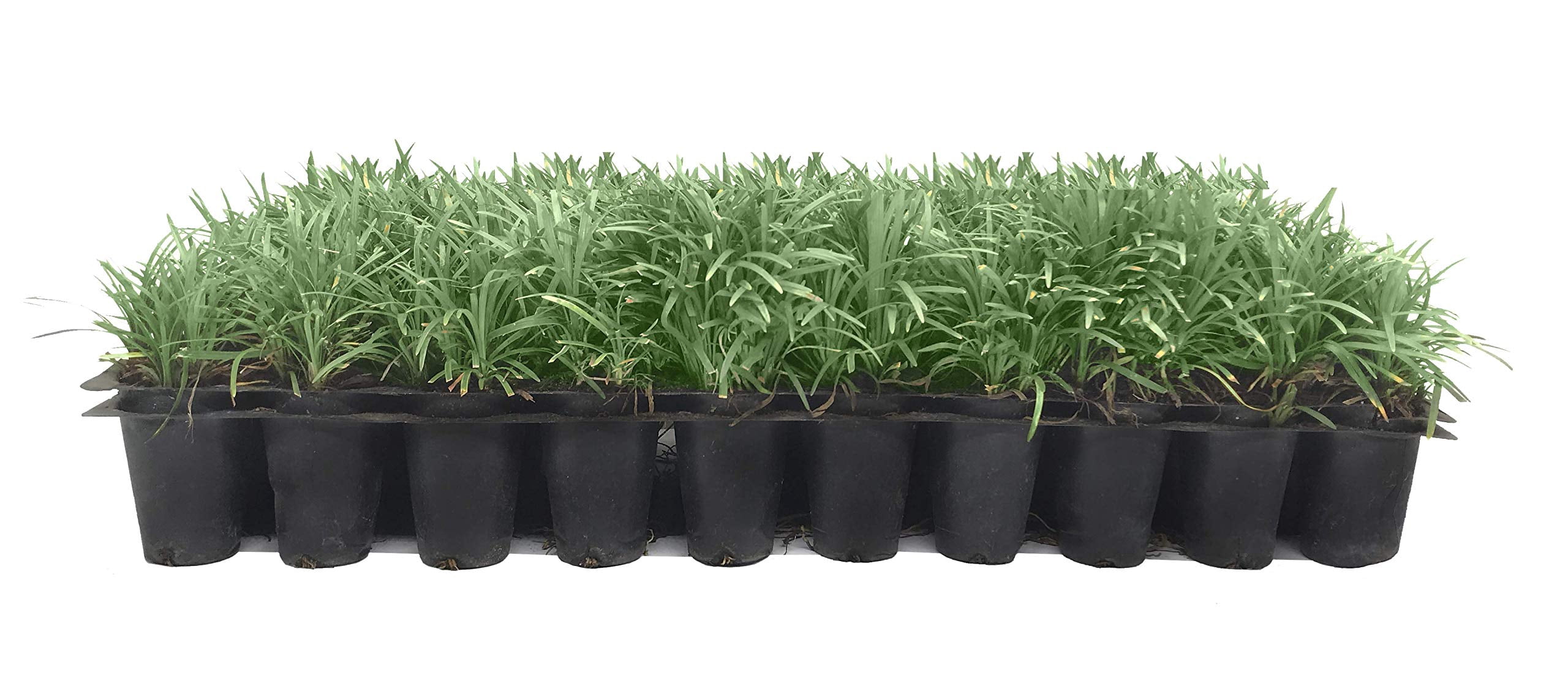 Dwarf Mondo Grass | 60 Live Plants | Ophiopogon Japonicus | Ground ...