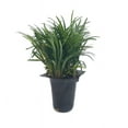Dwarf Mondo Grass Live Plants Plug Size Shade Loving Evergreen Ground Cover