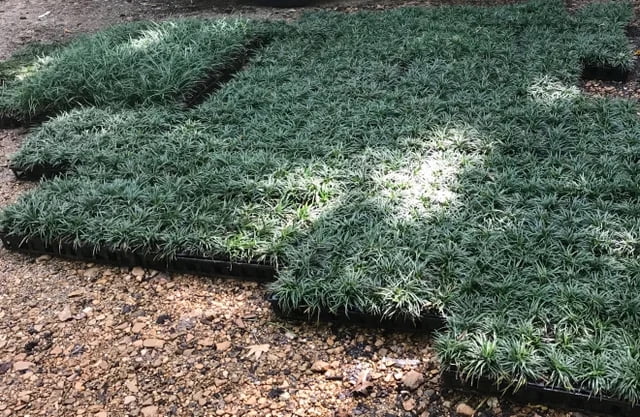 Dwarf Mondo Grass (Ophiopogon Japonicus 'Nana') Bulk Quantities, 90 ...