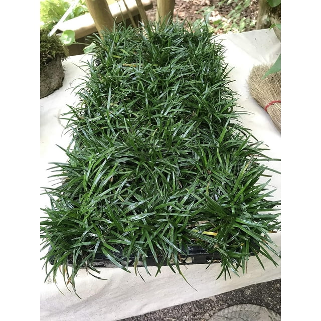 Dwarf Mondo Grass Ophiopogon Japonicus Nana 18 Count Flat 35 Pots