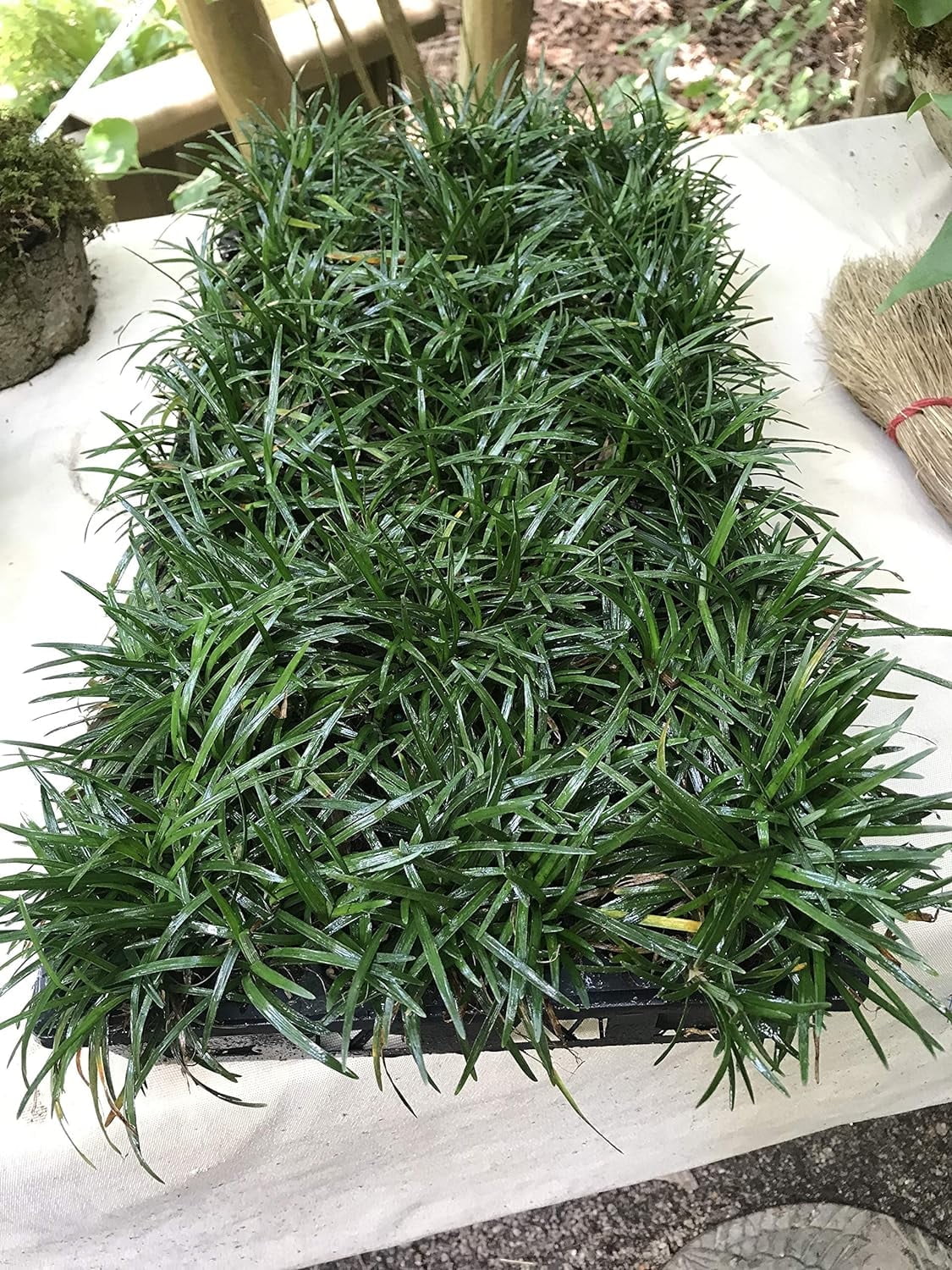 Dwarf Mondo Grass Live Plants 3.5 in Pots 18 Count - Walmart.com