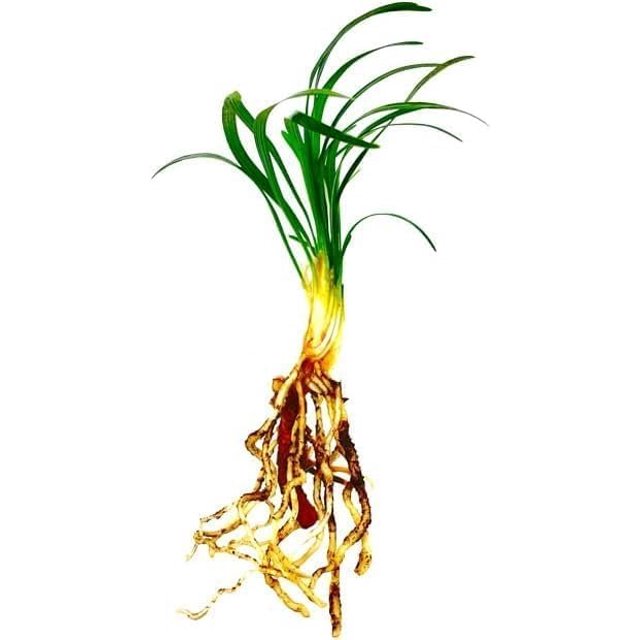 Dwarf Mondo Grass Plants 100 Live Bare Root Pips Ophiopogon Japonicus ...