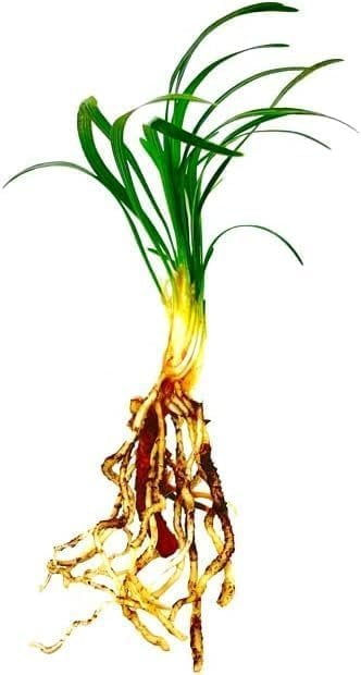 Dwarf Mondo Grass Plants 300 Live Bare Root Pips Ophiopogon Japonicus ...