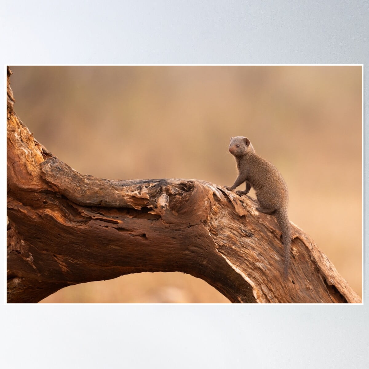 Dwarf Mongoose Lookout Poster Wall Art, Modern Wall Decor For Living ...