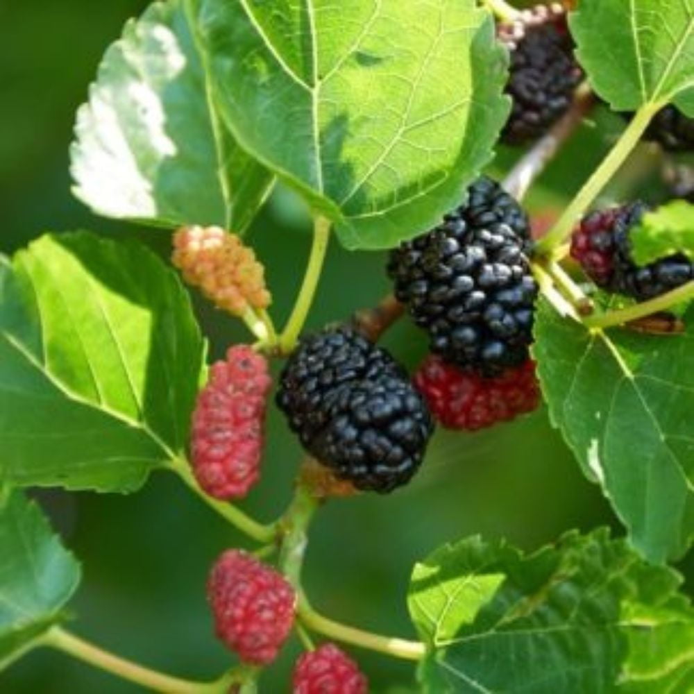 Dwarf Mulberry Tree, Mulberry Plants for Indoor and Outdoor Garden, 4-9 ...
