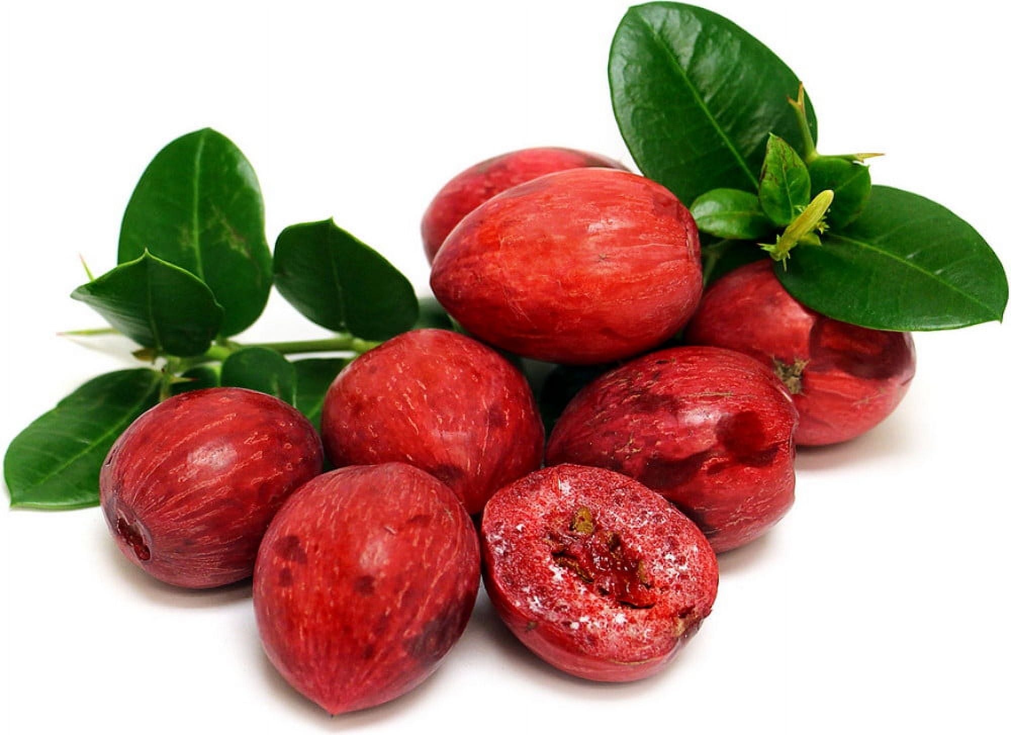 Dwarf Natal Plum Tree - Carissa Macrocarpa - 6" Pot - Walmart.com