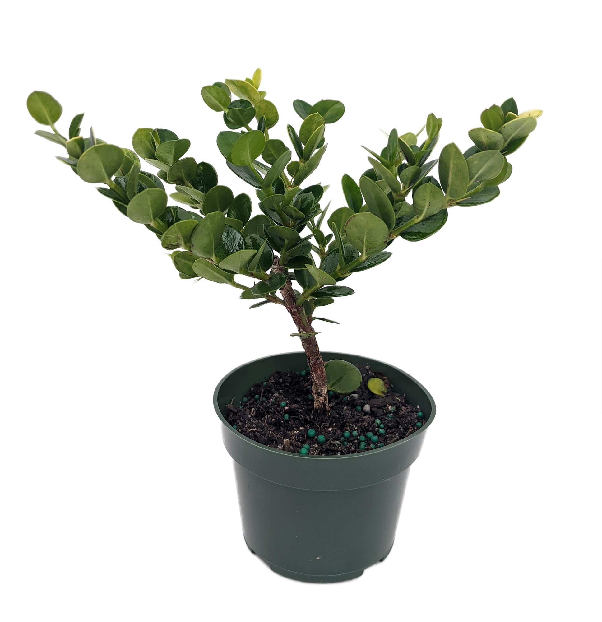 LIVE Dwarf Natal Plum Tree - Carissa macrocarpa - 4" Pot - South ...