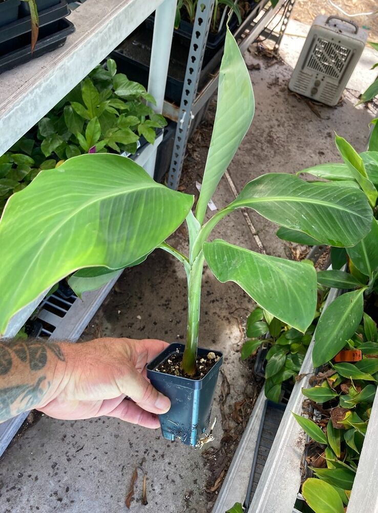 Dwarf Orinoco Banana Plant - Walmart.com