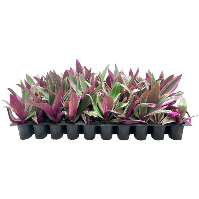 Dwarf Oyster Plant - 30 Live Plants - Rhoeo Spathacea - Drought ...