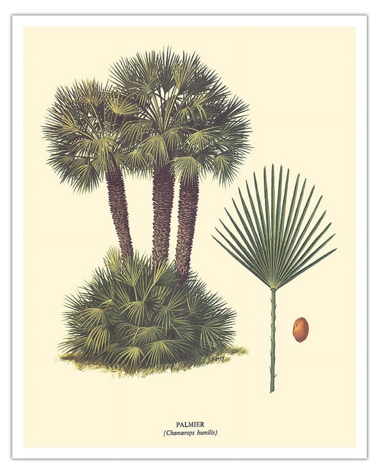 Dwarf Palm Tree - Palmier (Chamaerops Humilis) - Vintage Botanical ...