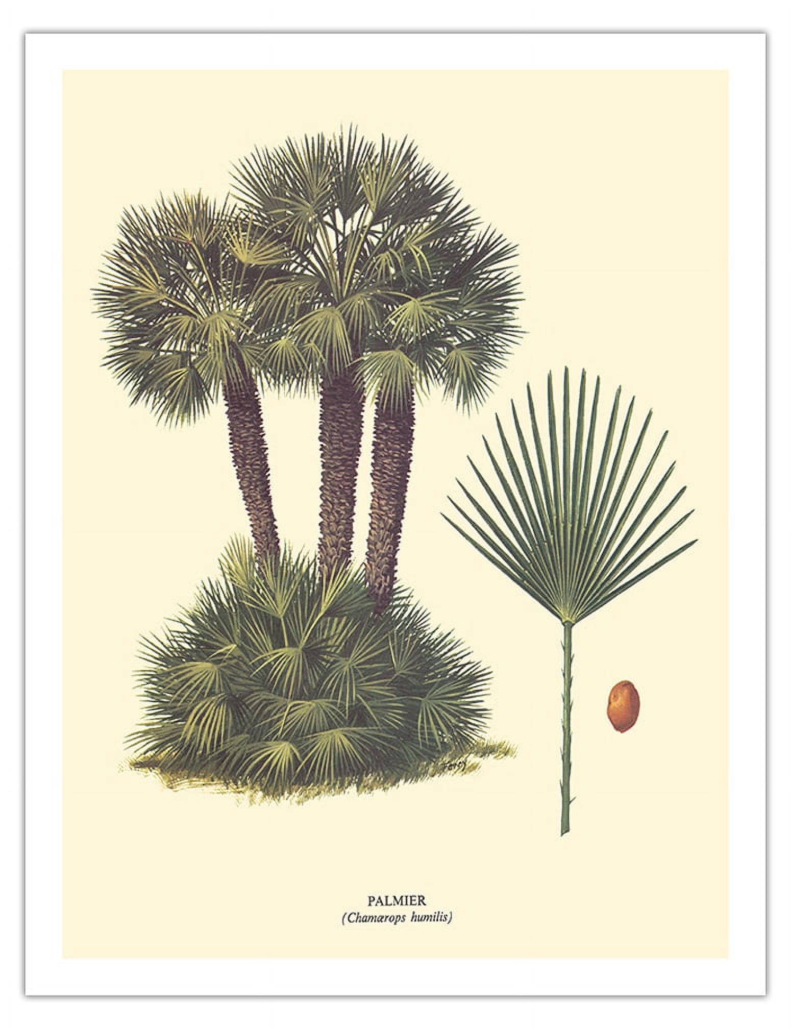 Dwarf Palm Tree - Palmier (Chamaerops Humilis) - Vintage Botanical ...
