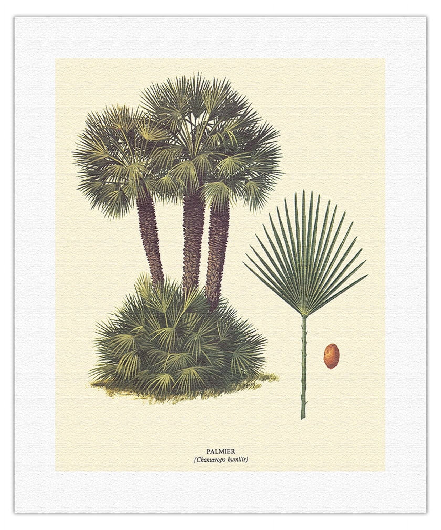 Dwarf Palm Tree - Palmier (Chamaerops Humilis) - Vintage Botanical ...