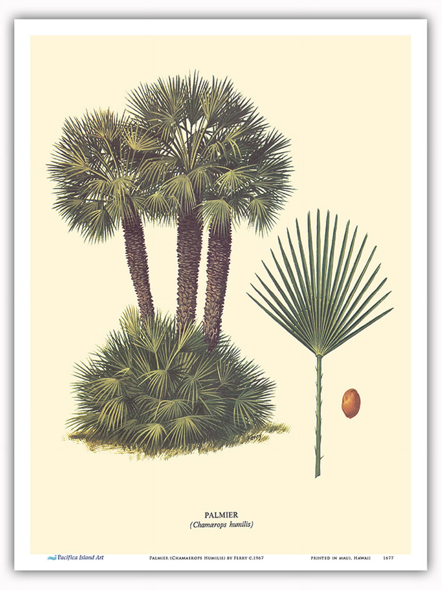 Dwarf Palm Tree - Palmier (Chamaerops Humilis) - Vintage Botanical ...