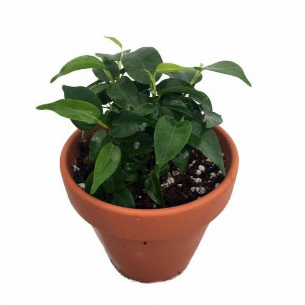 Dwarf Pandora Weeping Fig - Bonsai/Terrarium/Fairy Garden/Houseplant ...