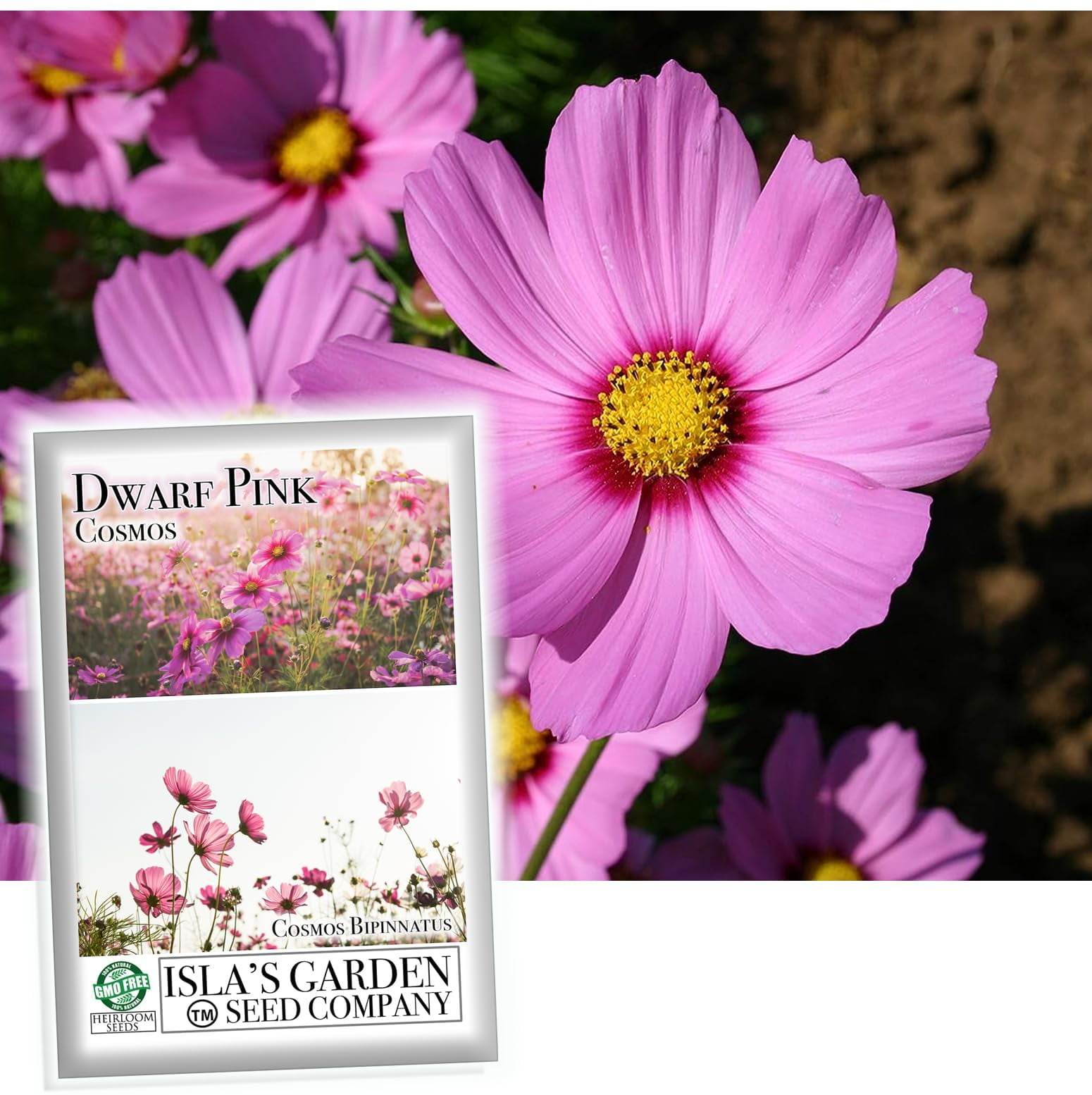 Dwarf Pink Cosmos Flower Seeds for Planting, MHD1750+ Flower Seeds Per ...