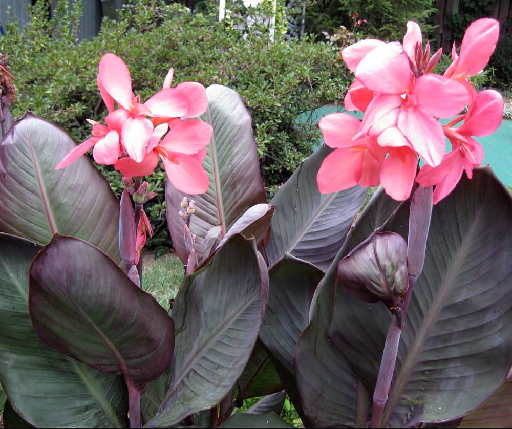 Dwarf Pink Futurity Canna Rhizome - 2/3 eyes - Burgundy Leaves ...