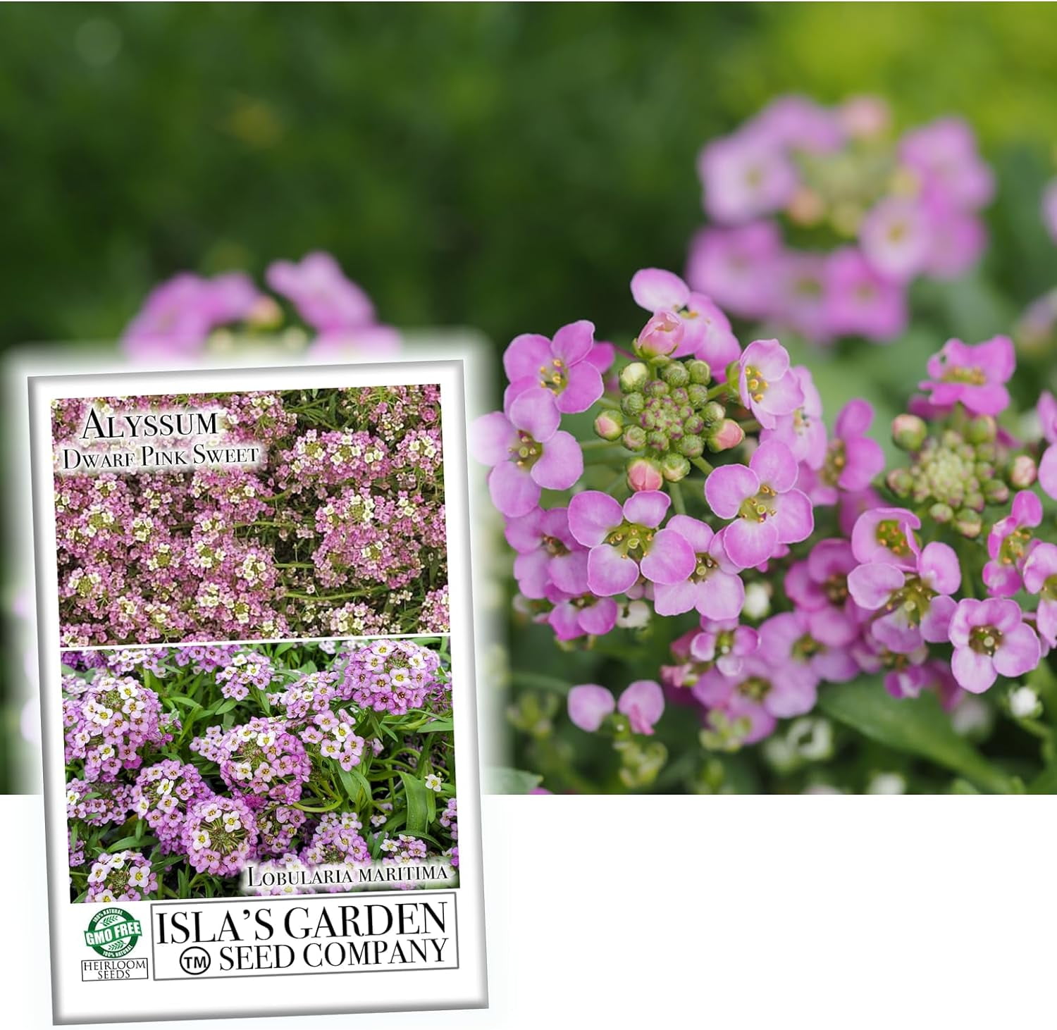 Dwarf Pink Sweet Alyssum Flower Seeds, 1000+ Flower Seeds Per Packet ...