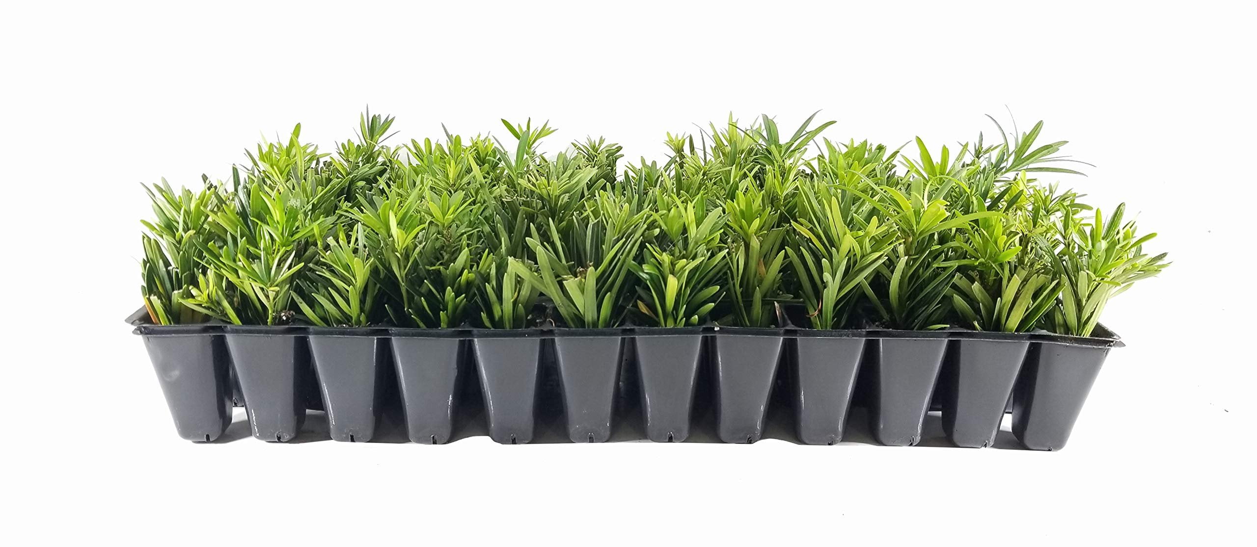 Dwarf Podocarpus Macrophyllus Pringles - 3 Live Plants - Dense ...