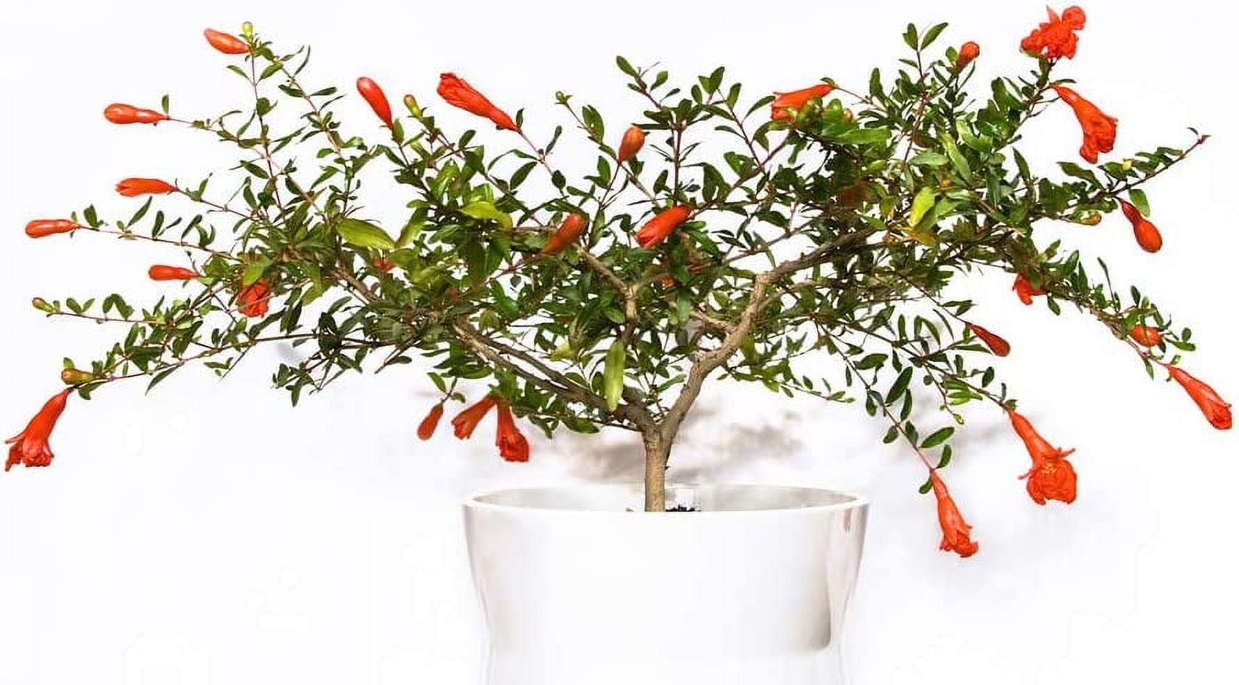 Dwarf Pomegranate Bonsai Seeds - 25 Seeds to Grow - Highly Prized ...