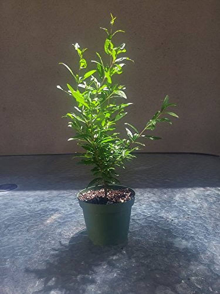 Pomegranate Bonsai Tree - Walmart.com