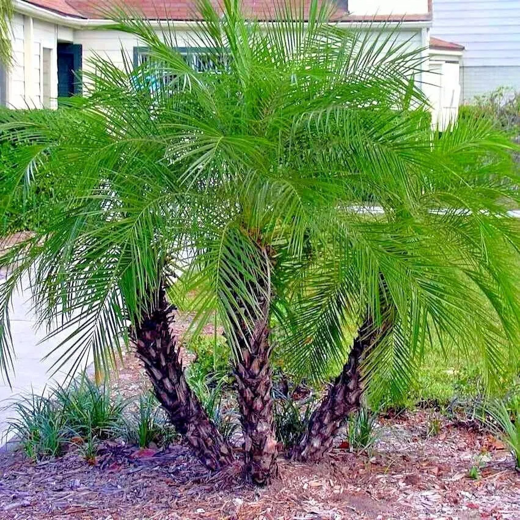 Small Garden Palm Tree Dwarf Palmetto Tree 3 Gallon - Cold-Hardy ...