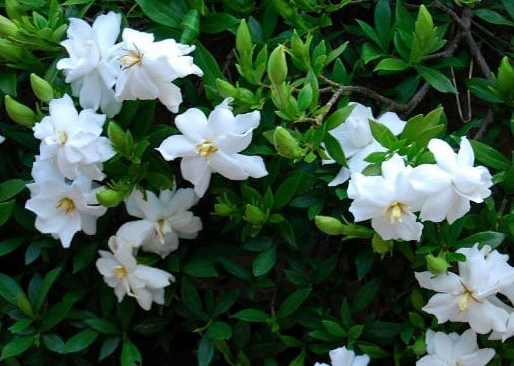 Dwarf Radican Gardenia 1 Gallon Potted Flower Plant Pixies Gardens ...