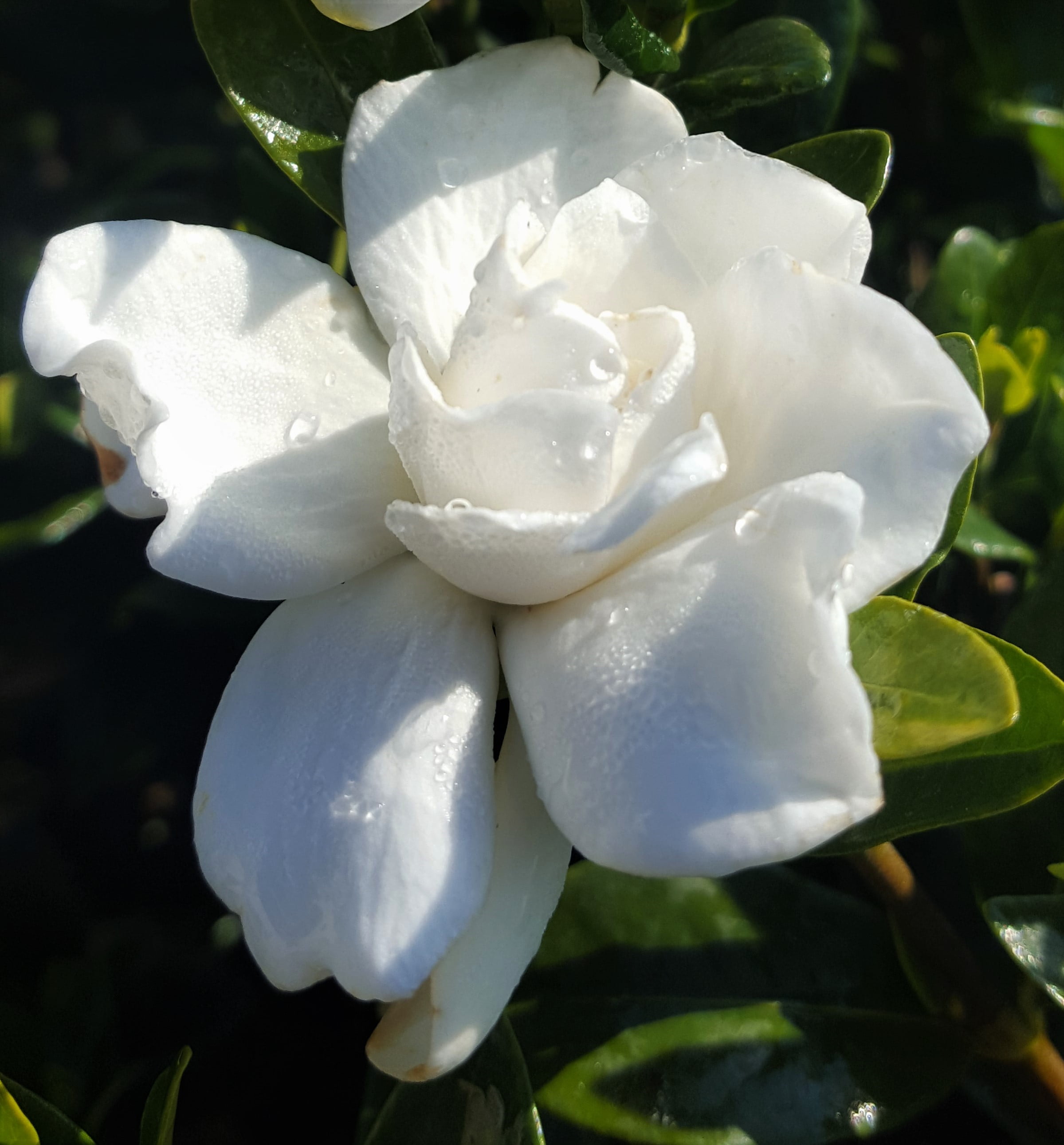 Expert Gardener Dwarf Radicans Gardenia (2.5 Quart) White Flowering ...