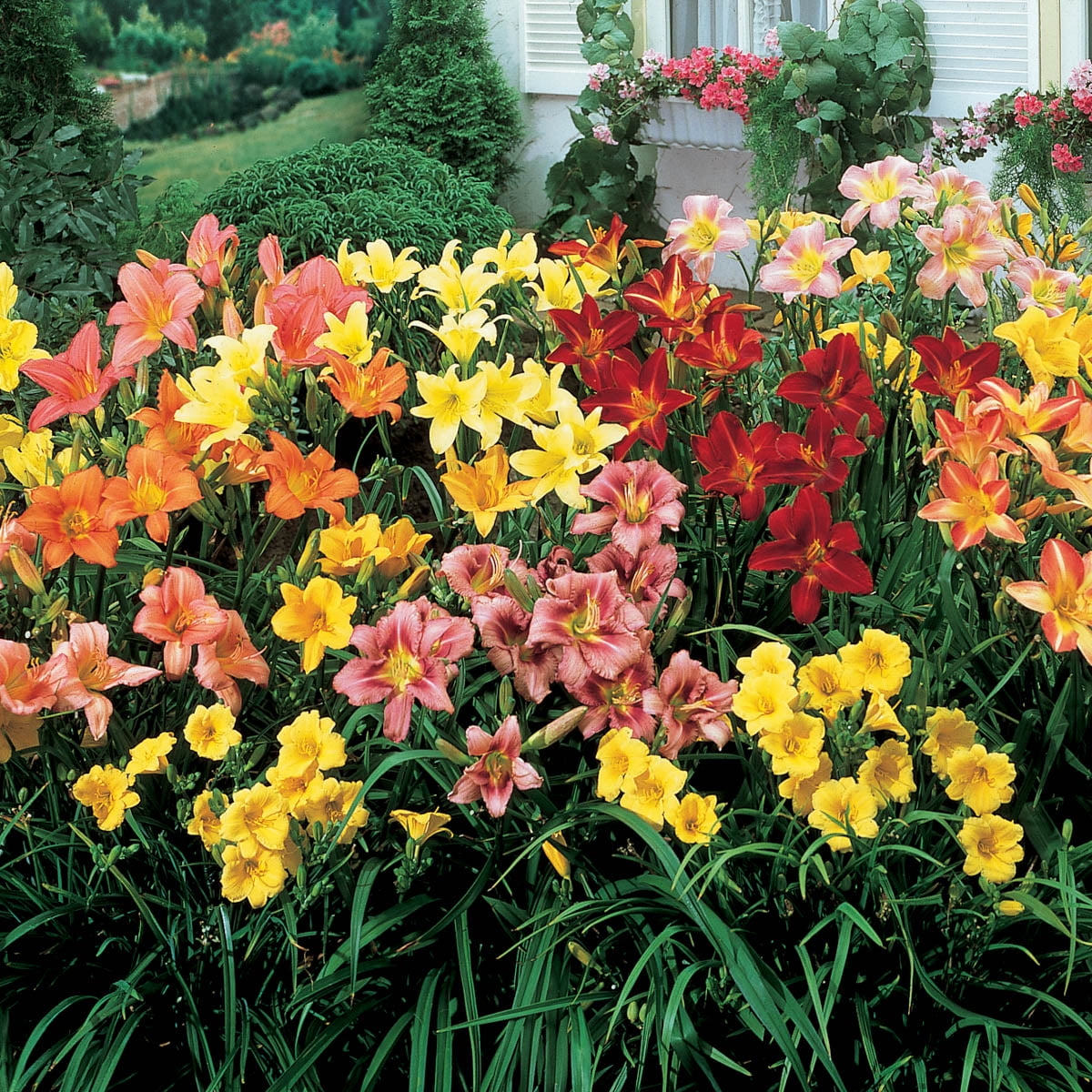 Dwarf Reblooming Daylily Mixture Dormant Bare Root Perennial Starter ...