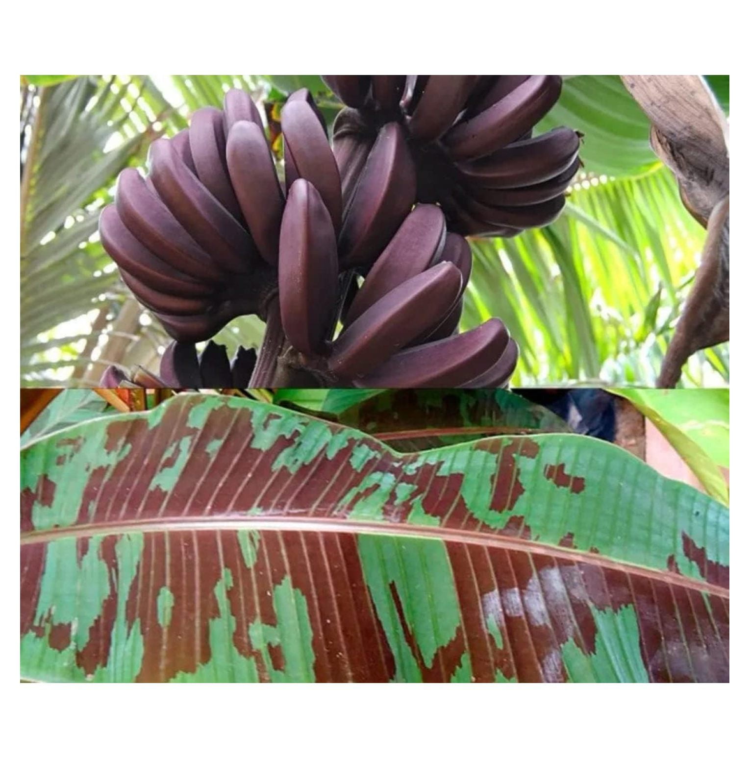 Dwarf Red Banana - Edible Red Banana - Sumatrana “X” Cross Banana ...