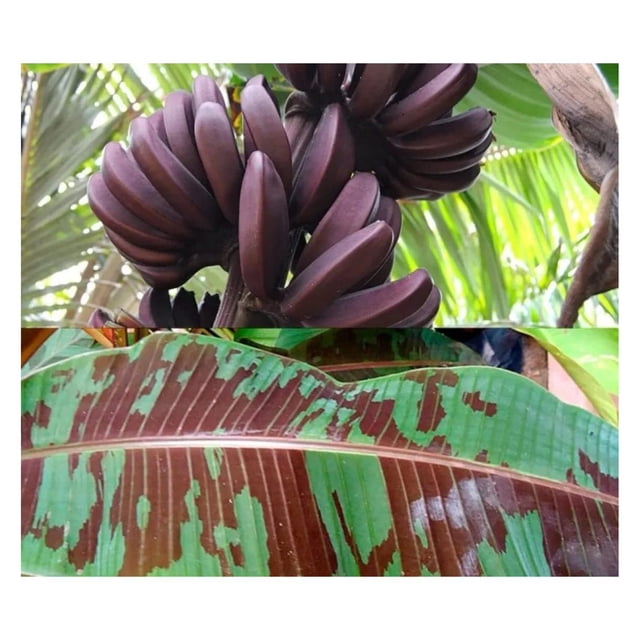 Dwarf Red Banana - Edible Red Banana - Sumatrana “X” Cross Banana ...