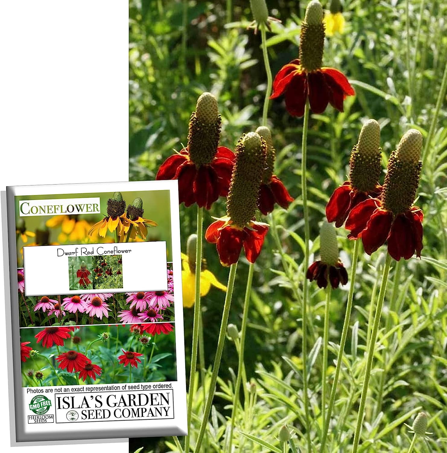Dwarf Red Coneflower Flower Seeds for Planing, 500+ Seeds Per Packet ...