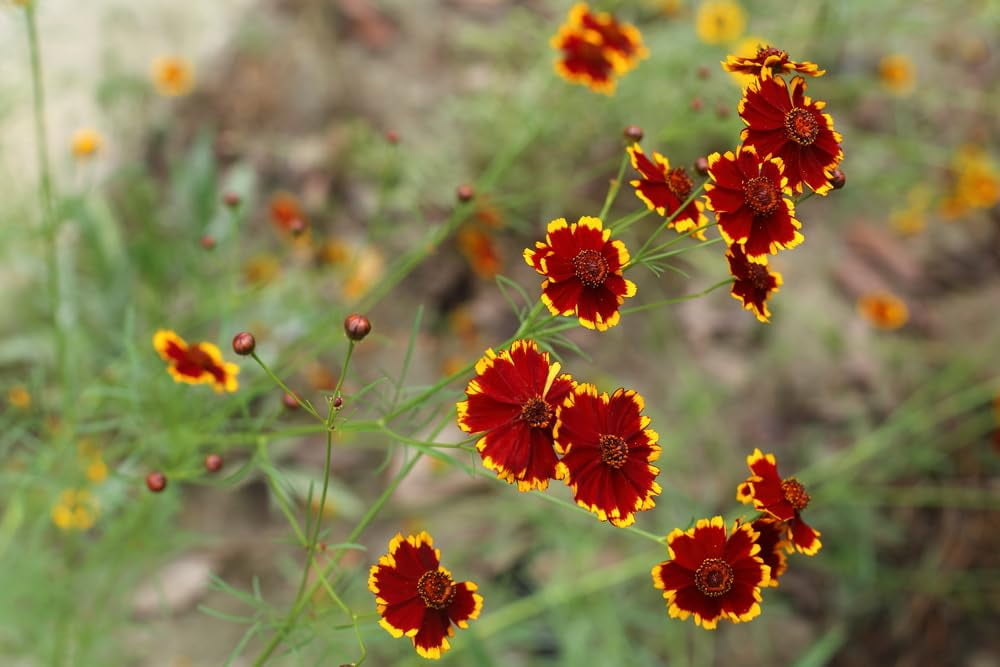 Dwarf Red Coreopsis Plains Flower Seeds (Coreopsis H2FSDtinctoria ...